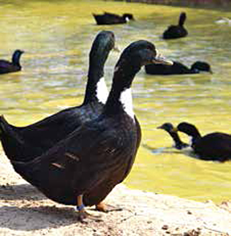 The Duclair Duck - Backyard Poultry